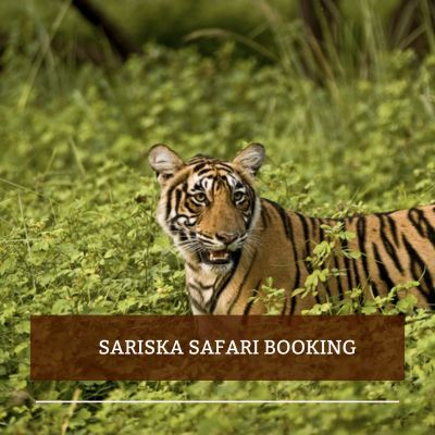 Sariska National Park | Contact Us